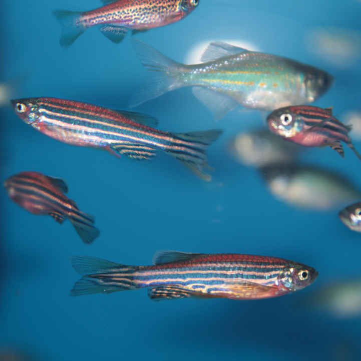 Could zebrafish speed up macular research? - Macular Society