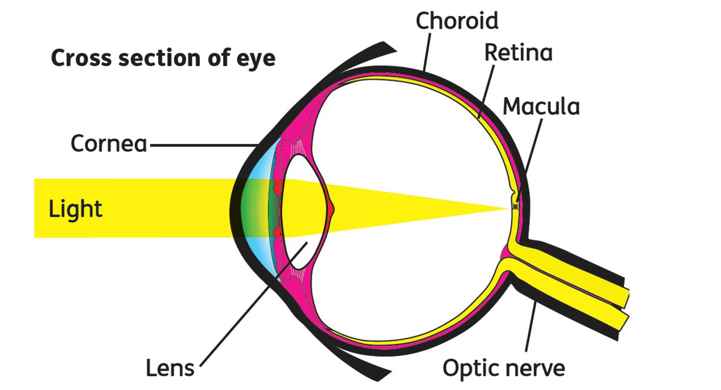 What is the macula? Why is it important? - Macular Society